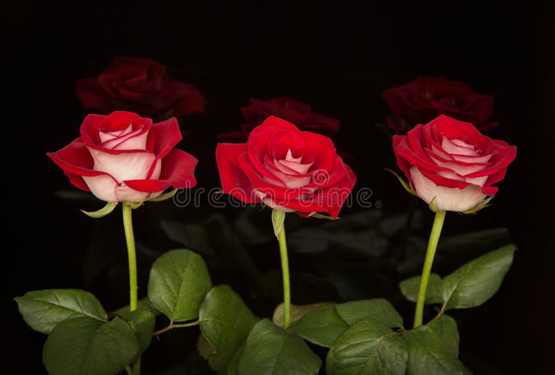 Three roses stock image. Image of plant, three, beautiful - 273422795