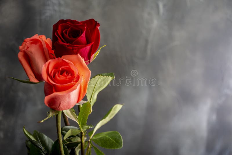 Salmon Roses and White Alstroemeria Stock Photo - Image of lily, gift ...