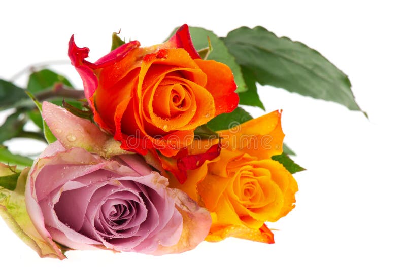 Bouquet of roses stock image. Image of beauty, affection - 5279703