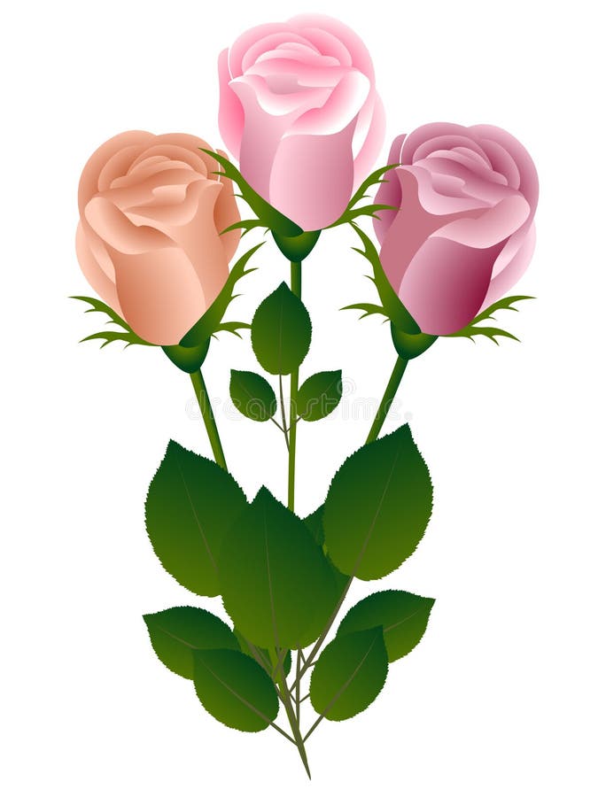Three Roses on a White Background. Stock Vector - Illustration of ...