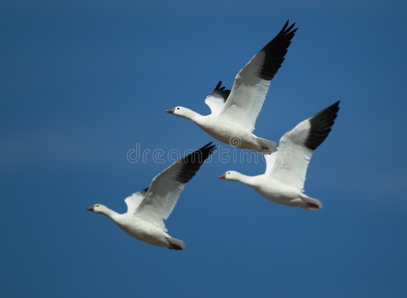 Three Snow Geese in Flight stock photo. Image of waterfowl - 20715676