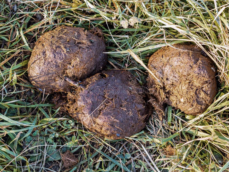 Three Round Grassy Elephant Poop Lie on the Grass Lit by the Sun Stock ...