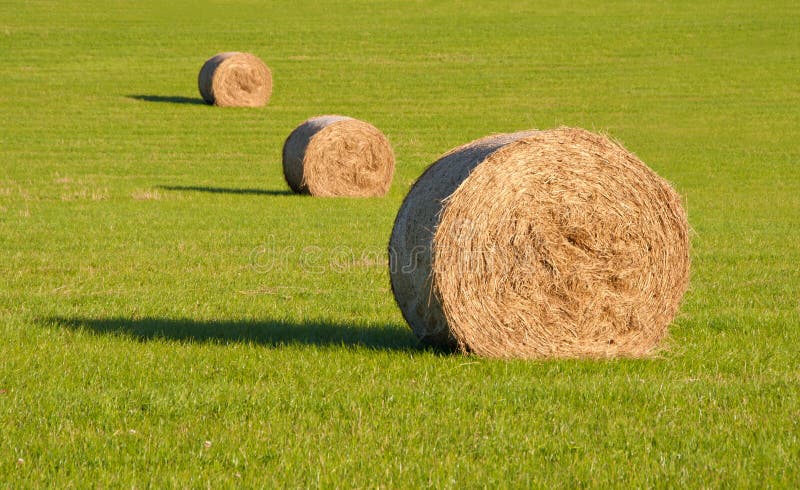 Large Round Hay Bales Agriculture Alfalfa Grass Stock Image - Image of ...