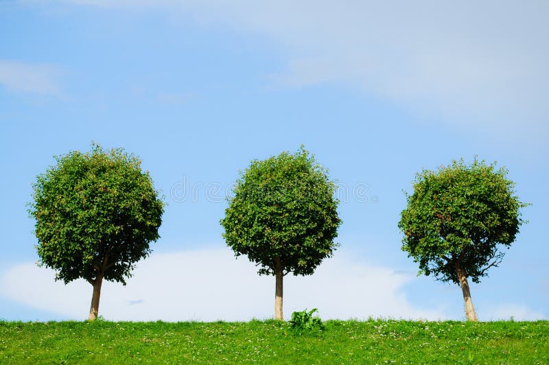 Three rounded trees stock photo. Image of field, freshness - 10456292