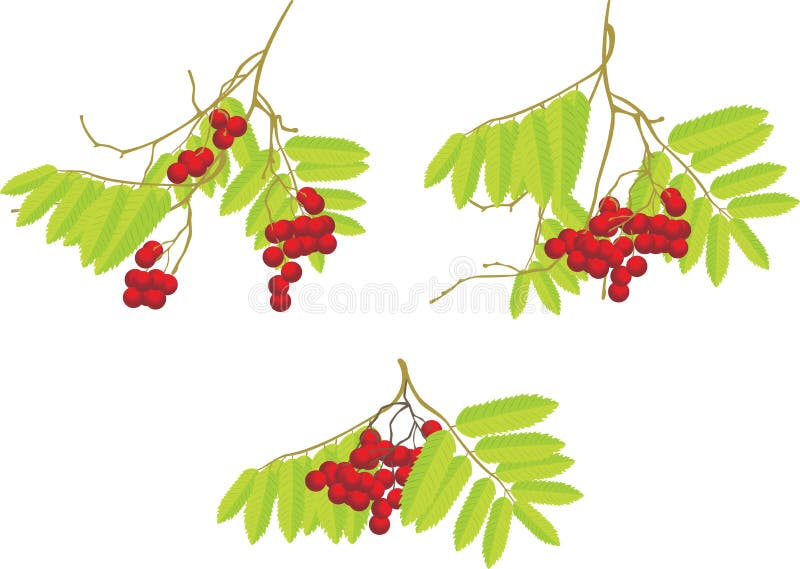 Rowan Tree with Berries for Your Design Stock Vector - Illustration of ...