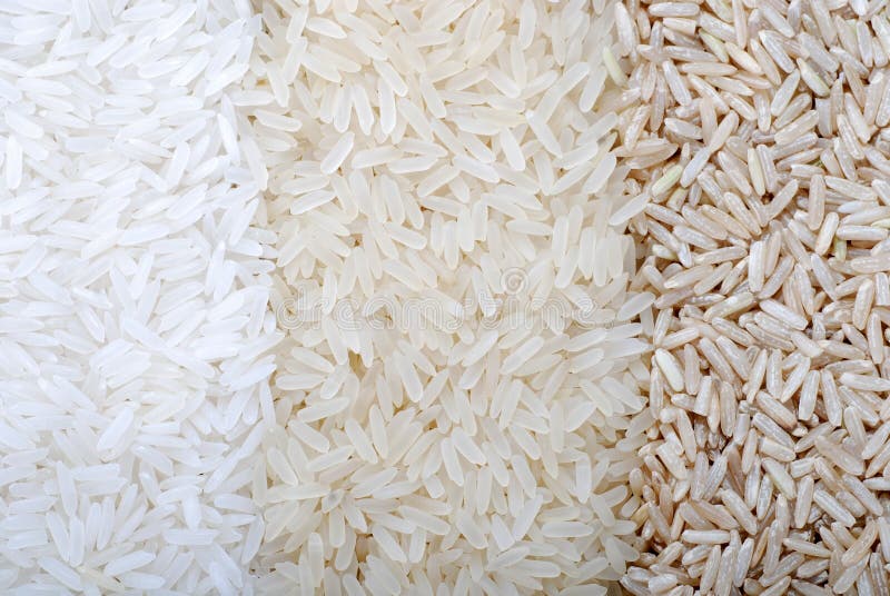 Three Rows of Rice Varieties Stock Photo - Image of dried, edible: 23741486