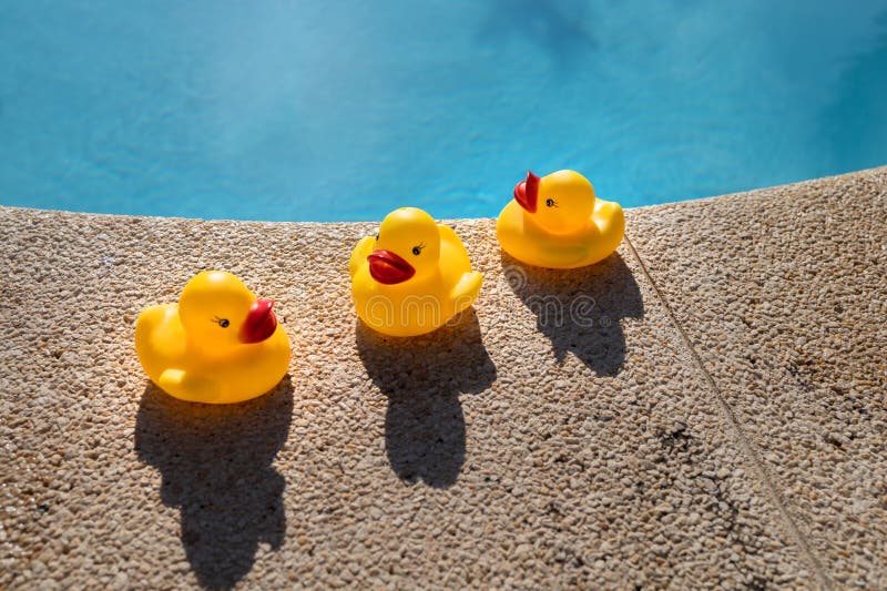 Three Rubber Ducks on the Edge of a Pool Stock Image - Image of ...