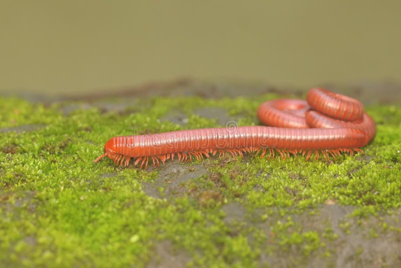Three Rusty Millipedes Were Coiling Themselves on a Rock Overgrown with ...