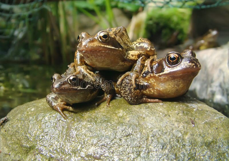 Three s a Crowd stock photo. Image of protruding, webbed - 24054220