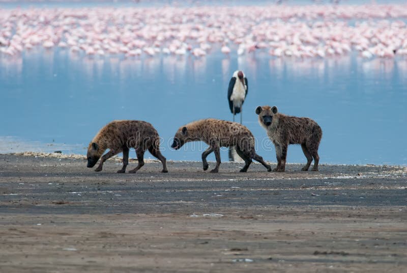 Three Sad Hyena Walking on Lake Shore after an Unsuccessful Hunt Stock ...