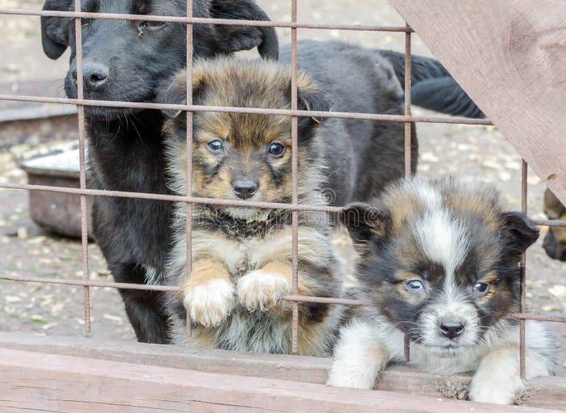 Three Sad Mongrel Puppies in a Cage Stock Image - Image of cage ...