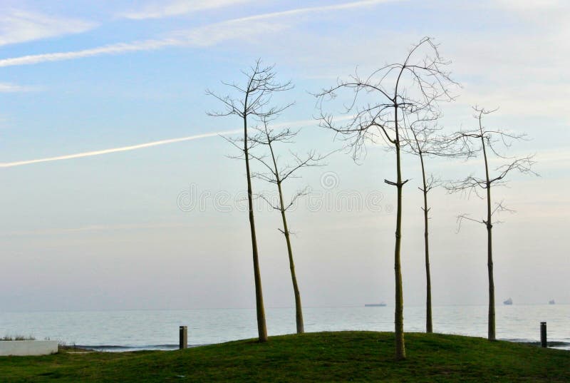 Three sad trees stock image. Image of autumn, covered - 108415957
