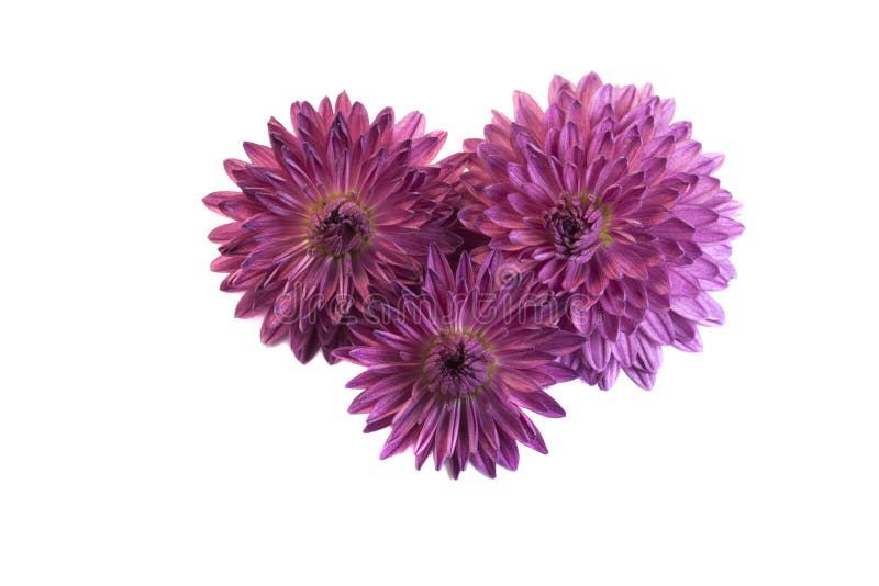 Three of the same flower stock photo. Image of purple - 46279834