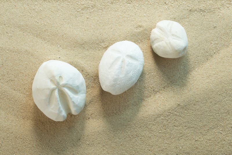 Three Sand Dollar Urchin Empty Shell on the Sandy Beach Stock Image ...