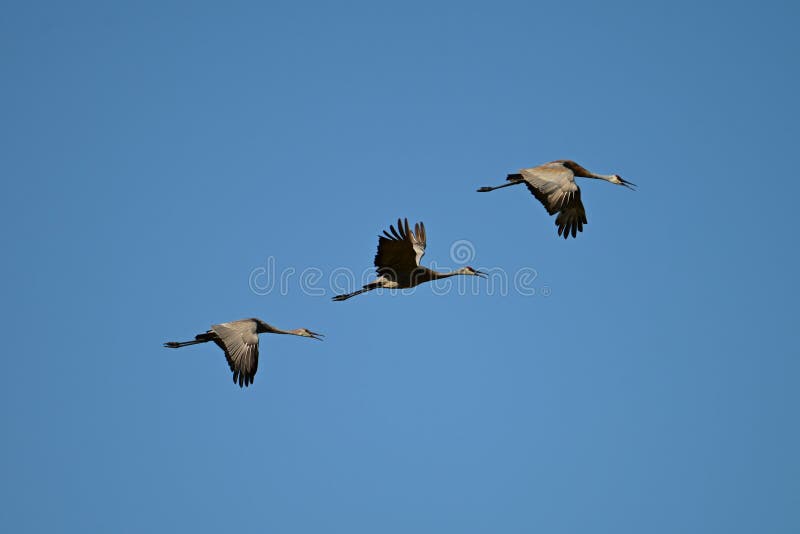 Sandhill Cranes in Flight during Fall Migration Stock Photo - Image of ...