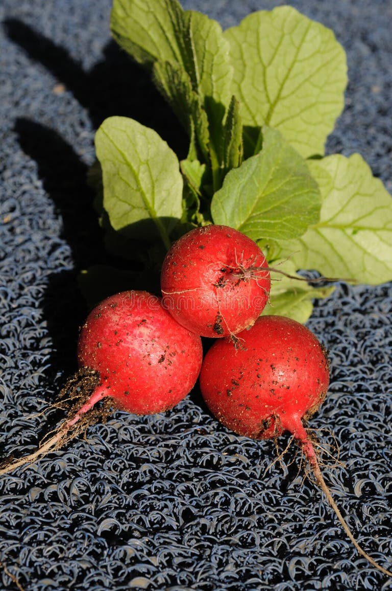 Radish Saxa Stock Photos - Free & Royalty-Free Stock Photos from Dreamstime
