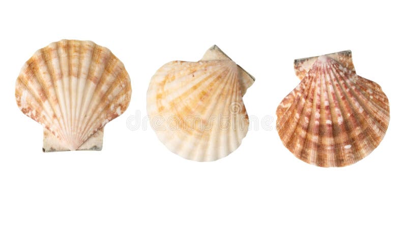 Three Scallop Shells Isolated on Transparent Background, Clipping Path ...