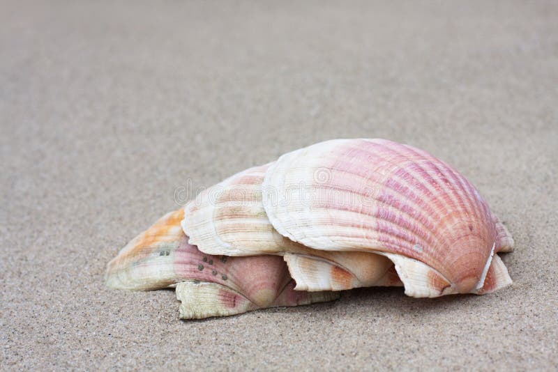 Three scallops on the sand stock photo. Image of three - 25198436