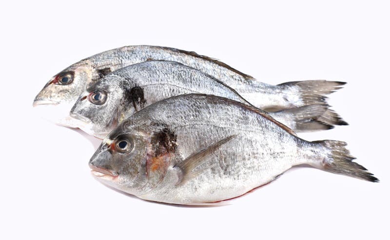 Three Sea Breams Side by Side on White Background. Stock Photo - Image ...