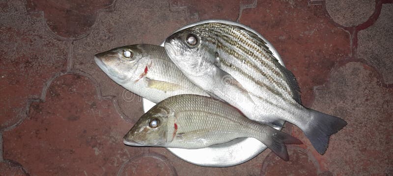 Three sea fishes. stock image. Image of seafood, mammal - 285353997
