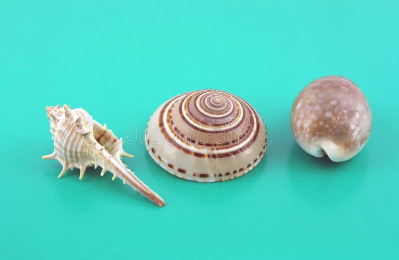 Three sea shells stock image. Image of textured, individuality - 16107359