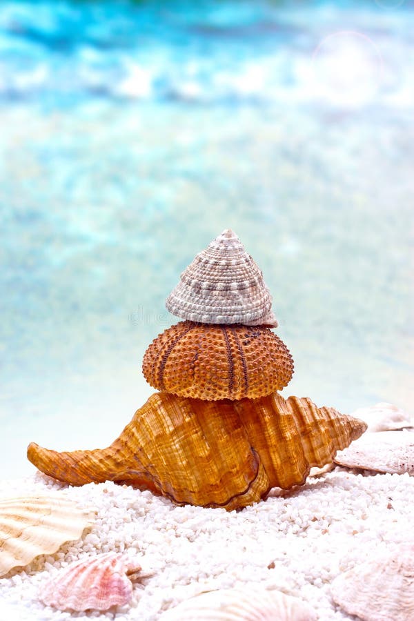 Three sea shells stock image. Image of shell, beach, shellfish - 19187587