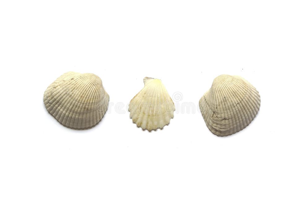 Three Sea Shells Isolated on White Background Stock Illustration ...