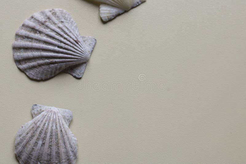 Sea Shells on the Neutral Background. Space for Text. Stock Image ...