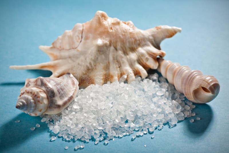 Three Sea Shells with Salt on Blue Stock Image - Image of mollusk ...