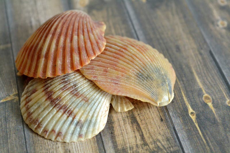 Three sea shells stock image. Image of count, olive, similar - 21808615
