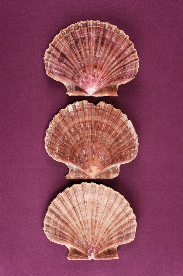 Three Sea Shells on the Textured Maroon Background Stock Photo - Image ...