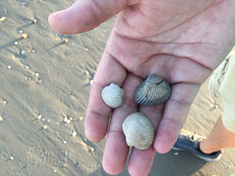Three sea shells stock photo. Image of hand, shells - 183215182