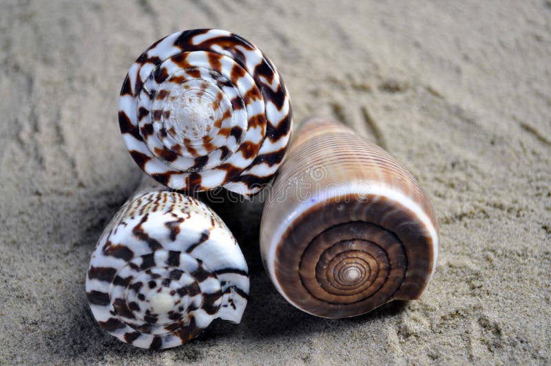 Three Sea Shells on Top of Each Other Stock Photo - Image of ridges ...