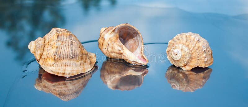 Three sea shells on water stock image. Image of composition - 191881423