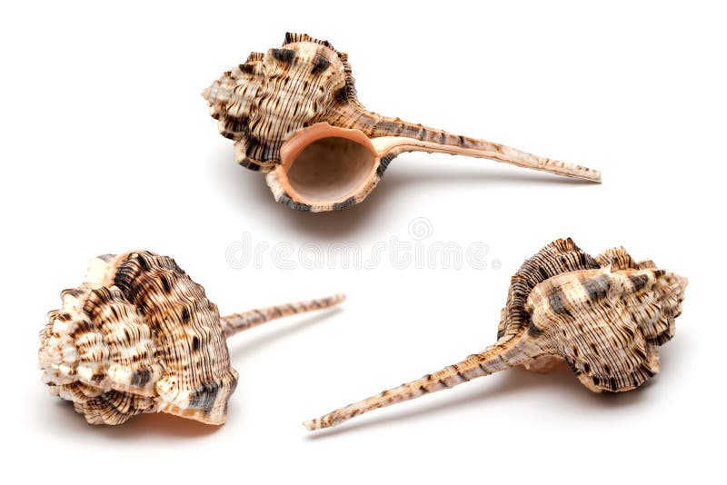 Three sea shells stock image. Image of color, shadow - 41997973