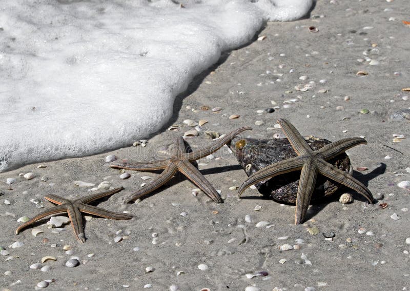 Three Sea Stars (Starfish) stock photo. Image of tropical - 69063680