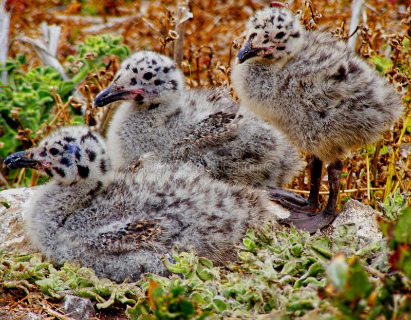 Three Seagull Chicks Close-up Stock Photo - Image of nest, goose: 373950656