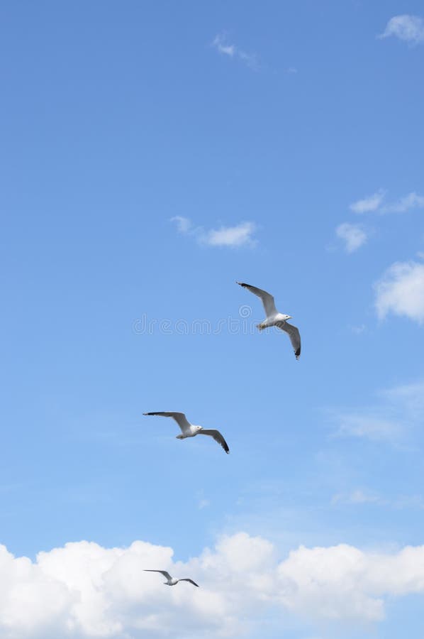 Birds in a blue sky stock photo. Image of summer, cloudless - 2758344
