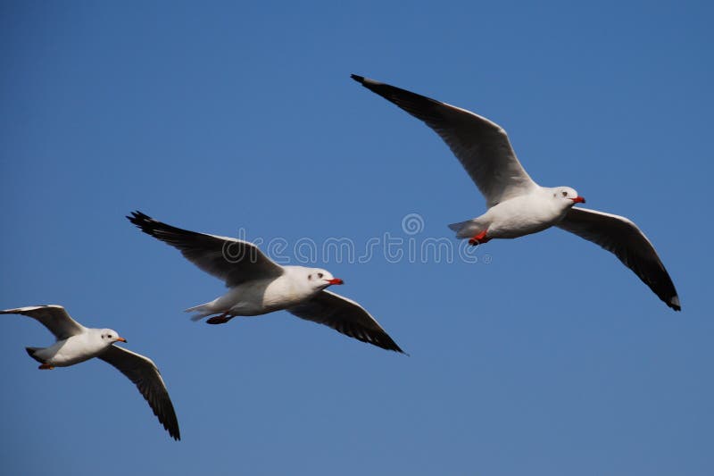 Three seagulls stock image. Image of beauty, flying, isolated - 7794811