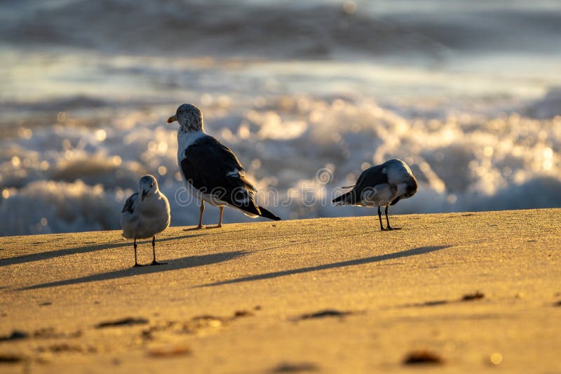 Three Seagulls on the Beach. Stock Photo - Image of wing, animal: 293990002