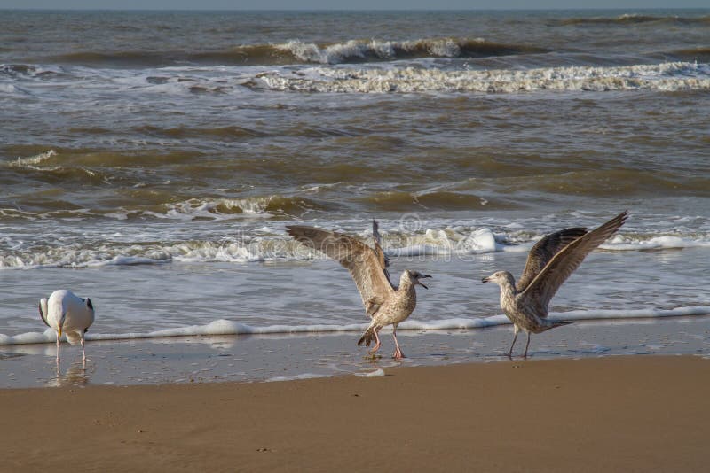 Three Seagulls on the Beach Stock Image - Image of seaside, gull: 167242895