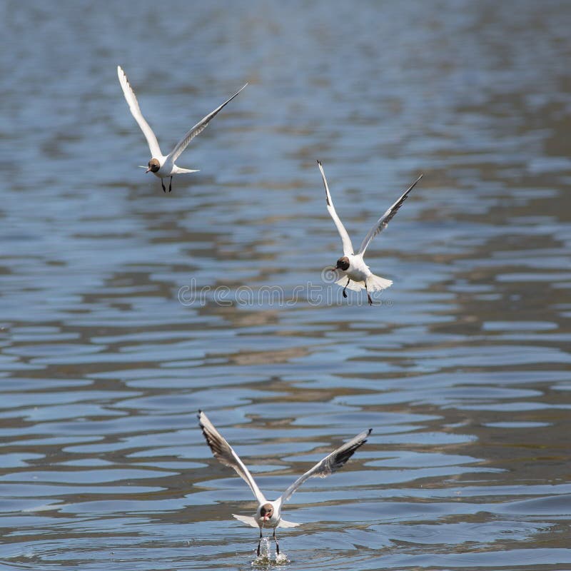 Three Seagulls in Flight Over the Water Stock Image - Image of view ...