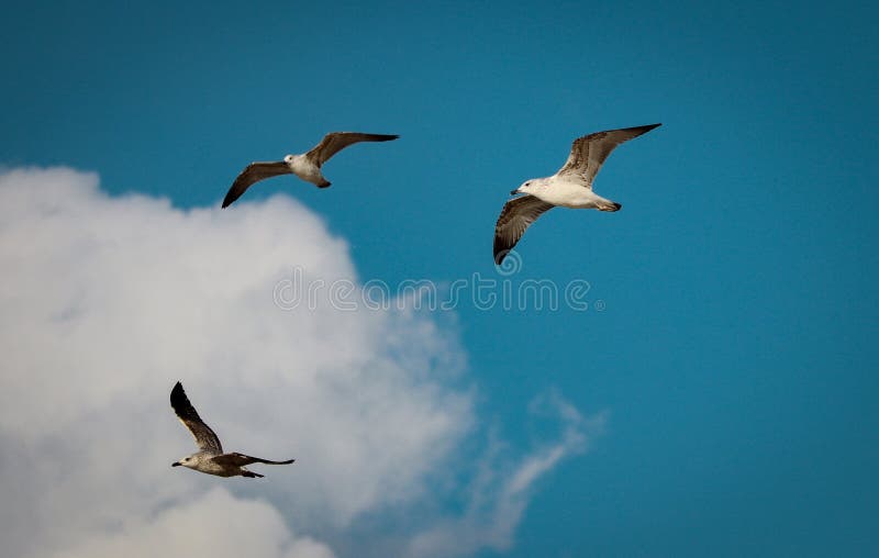 Three Seagulls Fly in the Blue Cloudy Sky Stock Photo - Image of three ...