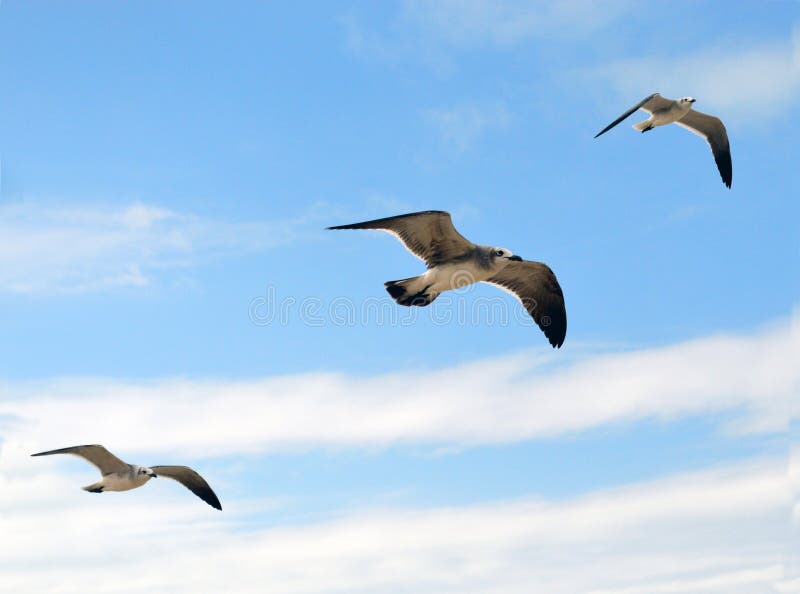 Three seagulls stock image. Image of bird, three, wildlife - 92565317