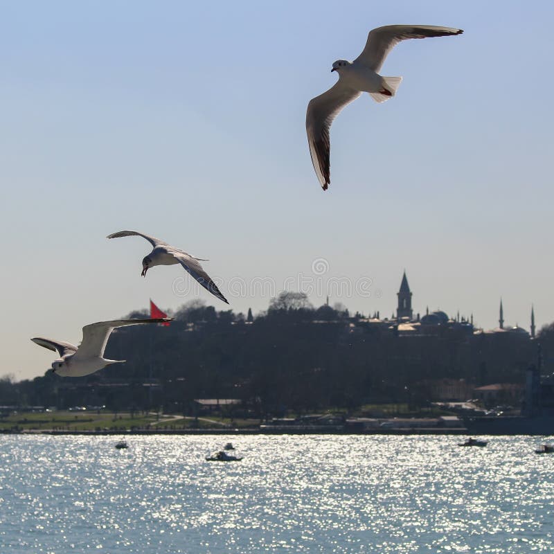 Three Seagulls Flying in the Bosphorus Stock Photo - Image of flying ...