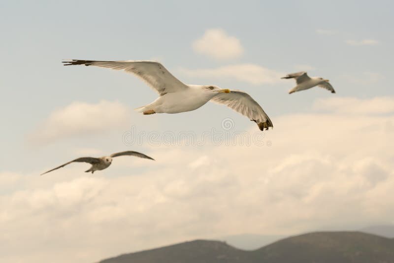 Three Seagulls Flying Free Up Air Stock Photos - Free & Royalty-Free ...