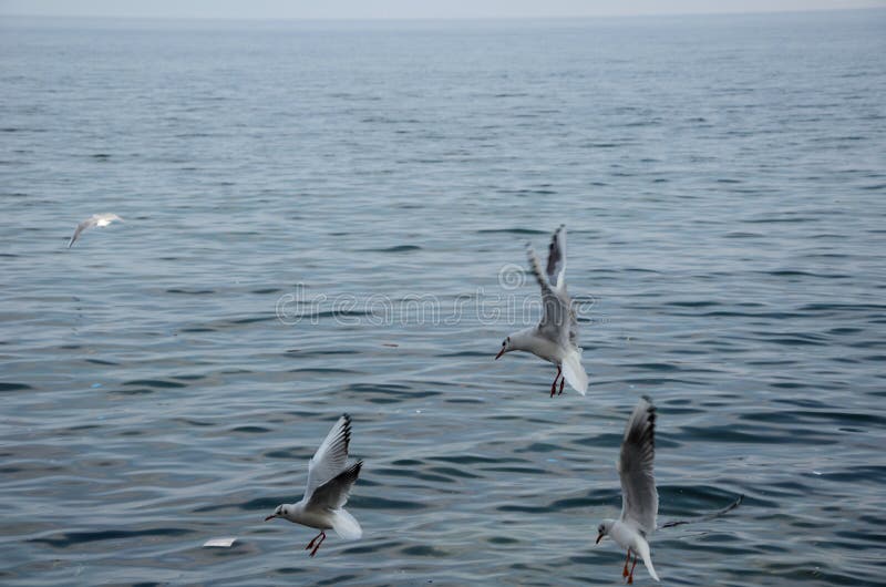 Three seagulls are flying stock photo. Image of freedom - 134320316