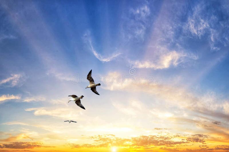 Three Seagulls Flying in the Sky Stock Photo - Image of side, sunset ...