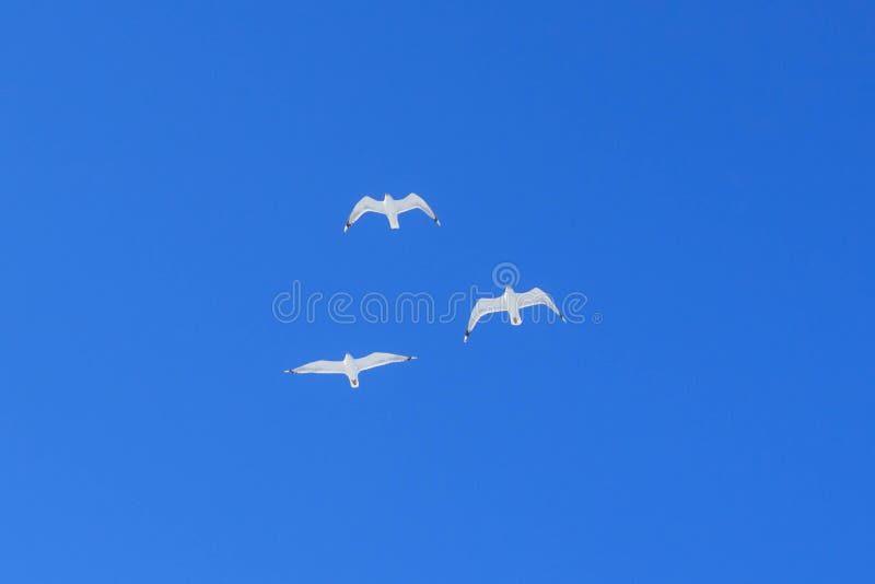 Three Seagulls High in the Sky Stock Photo - Image of gull, bird: 111643666