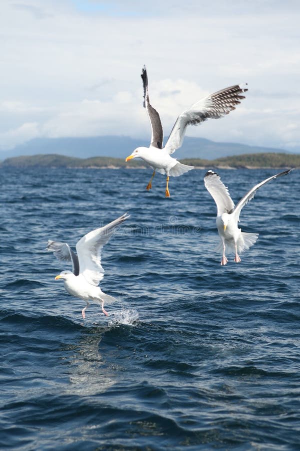 Three Seagulls stock image. Image of cloud, gull, sunlight - 40318389